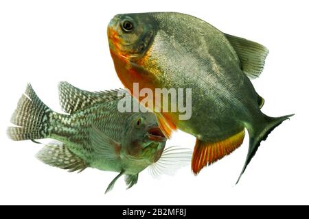 Mosambik Tilapia Jagt EINEN Tambaqui Fish Live Animals Studio Aquarium ...