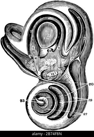 Diese Abbildung stellt Das Labyrinth des Innenohrs, die Vintage-Linien ...