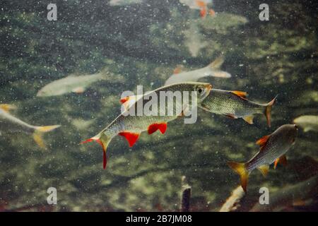 Der gewöhnliche rudd - Scardinius Erythrophthalmus. Fisch aus Europa ...