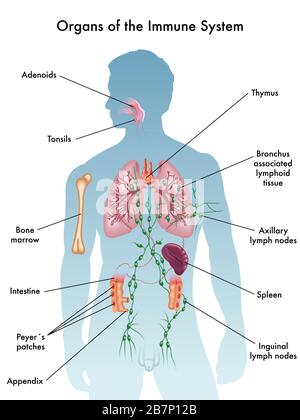 Anatomie der menschlichen Lymphknoten für die medizinische Konzeption 3D Stockfotografie - Alamy