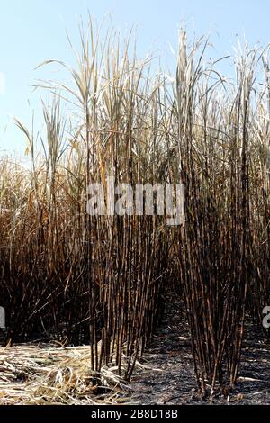 Zuckerrohr, Zuckerrohrplantage, Zuckerrohrfeld wird zur Ernte verbrannt ...