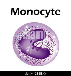 Die Struktur der Monozyte. Monozyten Blutkörperchen. Makrophage ...