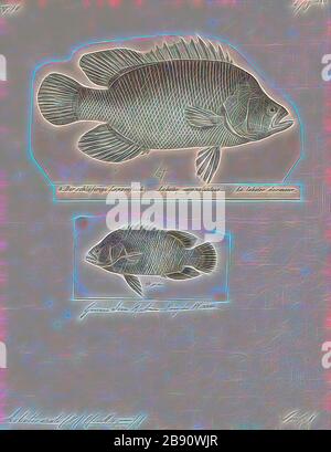 Lobotes auctorum, Drucken, Tripletail, Lobotes ist eine Gattung der ...