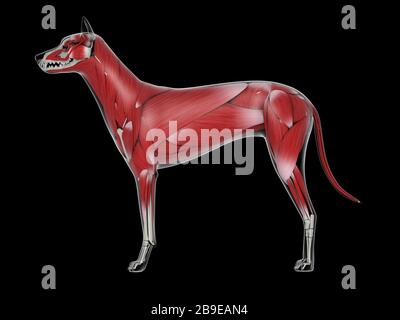 Hund Muskeln Anatomie - Muskulatur des Hundes Stockfotografie - Alamy