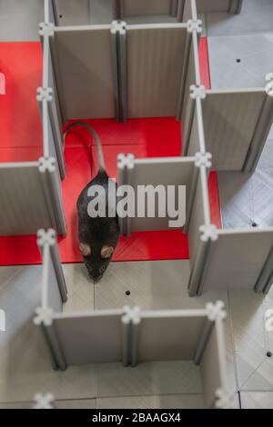 Die schwarze Labormaus navigiert in Laborexperimenten in einem ...