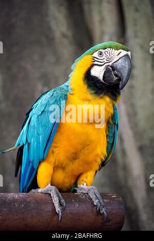 Blue and Gold Macaw und Yellow Macawa in Parrot in A Park in Cartagena ...