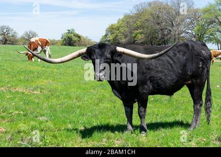 Longhorn Stier in grüne Weide mit Nasenring Stockfotografie - Alamy