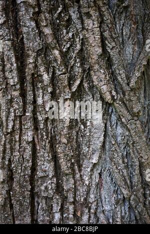 Schwarz-Pappel (Populus Nigra) Stamm und Rinde Riverside Baum ...