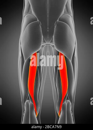 Musculus semitendinosus, Abbildung Stockfotografie - Alamy