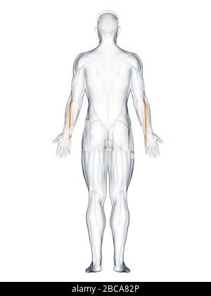 Illustration der Beinstrecker Digiti Minimi Muskel Stockfotografie - Alamy