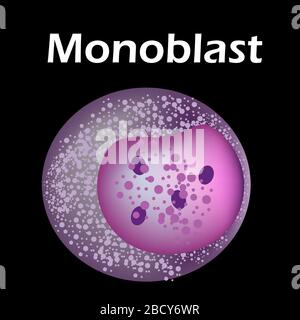 Die Struktur der Monozyte. Monozyten Blutkörperchen. Makrophage ...