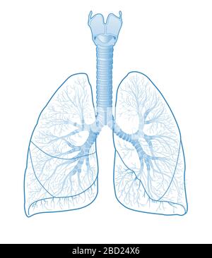 Abbildung der Anatomie der menschlichen Lunge mit Trachea, linken und ...
