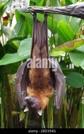 Fledermaus in Bali Insel Stockfotografie - Alamy