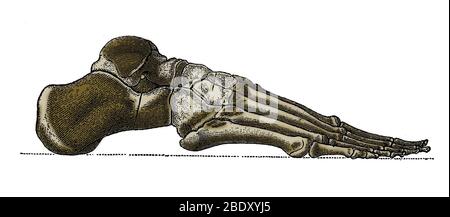 Die Knochen des Fußes Stockfotografie - Alamy