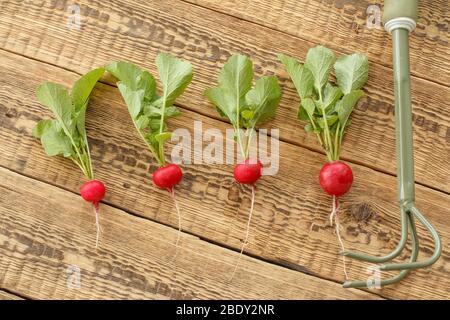 Reifes rotes Rettich auf Sacktuch mit Gartenwerkzeugen auf Holzbrettern ...