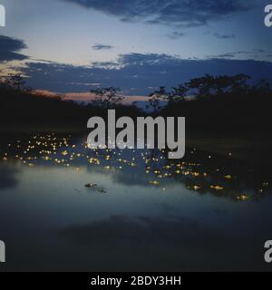 Brillencaiman (Caiman crocodilus) oder gewöhnlicher Caiman ...