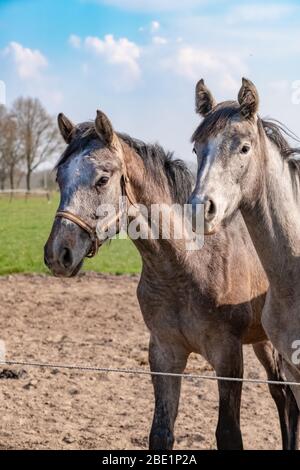 Zwei springende Pferde Hengste Köpfe, sie sind nah beieinander ...