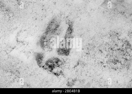 Hirsch-Spuren im Schnee Stockfotografie - Alamy