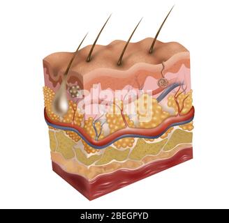 Hautabschnitt mit Epidermis, Dermis, Unterhaut und Lipidschicht ...