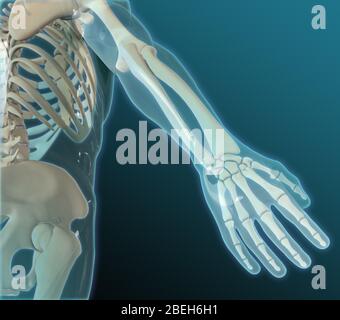Die Knochen des Unterarms Stockfoto, Bild: 13174884 - Alamy