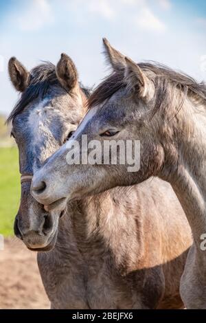 Zwei springende Pferde Hengste Köpfe, sie sind nah beieinander ...