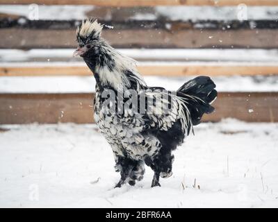 Eine ungewöhnliche seltene Rasse von Huhn Pavlovskaya Silber ...