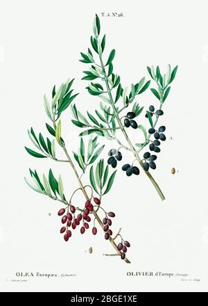 Wilde Olive (Olea europaea sylvestris oder Olea europaea oleaster) ist ...