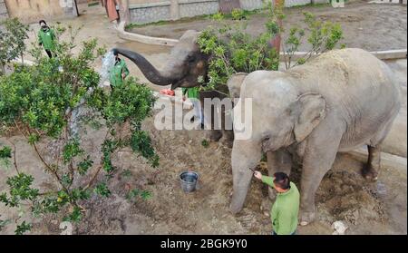 Zwei Elefanten gießen Bäume unter der Hilfe eines Zoomitarbeitern im ...