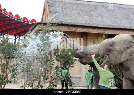 Zwei Elefanten gießen Bäume unter der Hilfe eines Zoomitarbeitern im ...