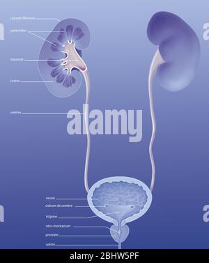 Menschliches Harnsystem, Vorderansicht, Anatomie. Das menschliche ...