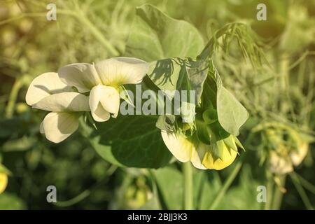 Bereich der junge Erbsen. Erbsen auf dem Feld wächst. Hülsenfrüchte in ...