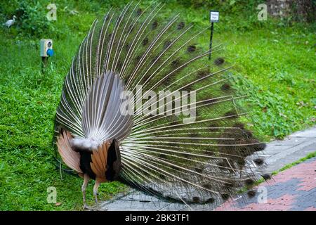 Schöne gepflegte Pfau flauschig einen herrlichen Schwanz, flirts mit ...