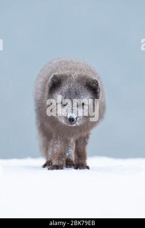 Blue morph Polarfuchs stehend in der fallenden Schnee, Winter in Island ...