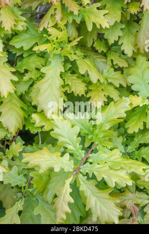 Junge englische Eiche Blätter, Quercus robur Stockfotografie - Alamy