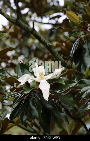 Blühender Magnolienbaum Im Morgenregen Stockfotografie - Alamy