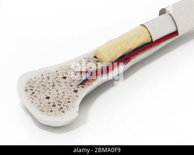 Querschnitt durch einen Oberschenkelknochen zeigt die anatomische ...