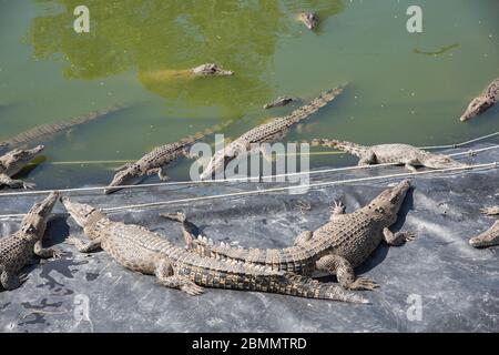 Junge Krokodile sind im Wasser schwimmenden bei Crocodile Farm oder ...