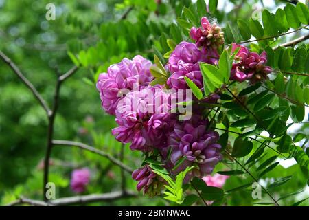 Borstige Heuschrecke, Rosenakazie oder Moosheuschrecke, Robinie ...