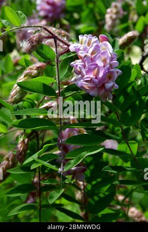 Borstige Heuschrecke, Rosenakazie oder Moosheuschrecke, Borstige ...