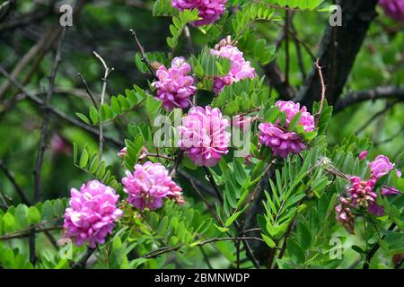 Borstige Heuschrecke, Rosenakazie oder Moosheuschrecke, Borstige ...