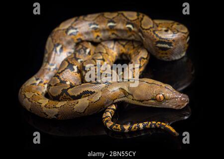 Albino Netzpython. Python Schlange gelb auf dem Holztisch liegend ...