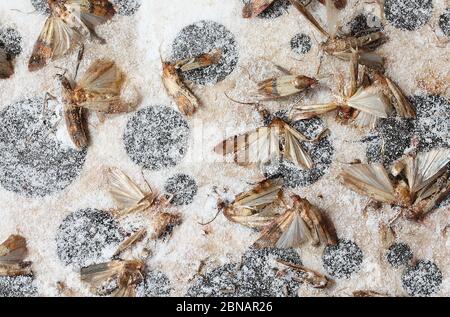 Indianmeal Motte auch als Mehl Motte ist ein Insekt, das Getreide Mehle ...