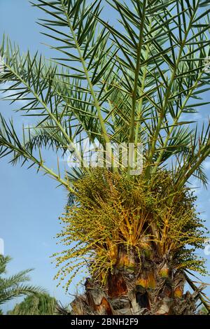 Die kretische Dattelpalme (Phoenix theophrasti) ist eine endemische ...