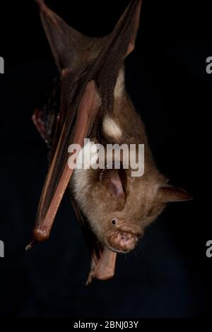 Diadem-Leaf-gerochene Bat oder Diadem Roundleaf Bat (Hipposideros ...