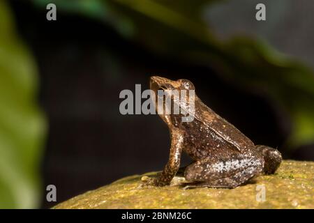 Tanzender Frosch (Micrixalus nelliampathy) Profil, Anamalai Wildlife ...