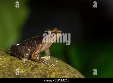 Tanzender Frosch (Micrixalus nelliampathy) Profil, Anamalai Wildlife ...