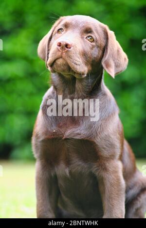 Schokolade braun Labrador Retriever Welpe Hund Stockfotografie - Alamy