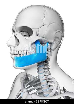 3D gerenderten Illustration - Kieferknochen Stockfotografie - Alamy