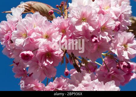 Der japanische Kirschbaum stammt aus China, ist aber heute ein ...