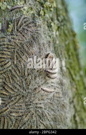 Eiche Pinienprozessionsspinner, Eiche Eichenprozessionsspinner, Eichen-Prozessionsspinner ...